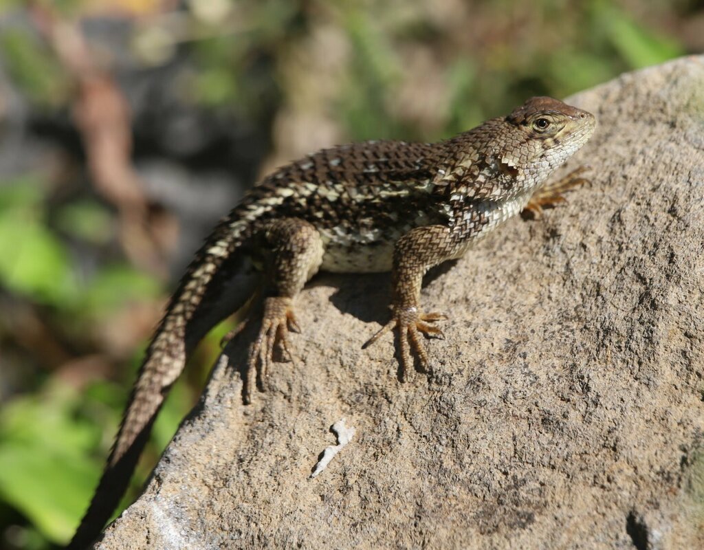 White-bellied Rough Lizard from San Pedro Lagunillas, Nayarit, Mexico ...