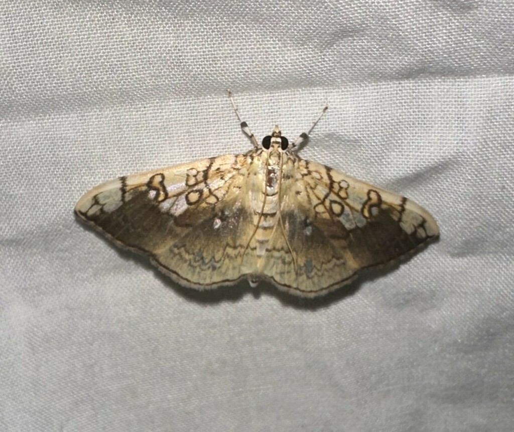 Basswood Leafroller Moth from Co. Rd. 27, Jackson County, AL, USA on ...