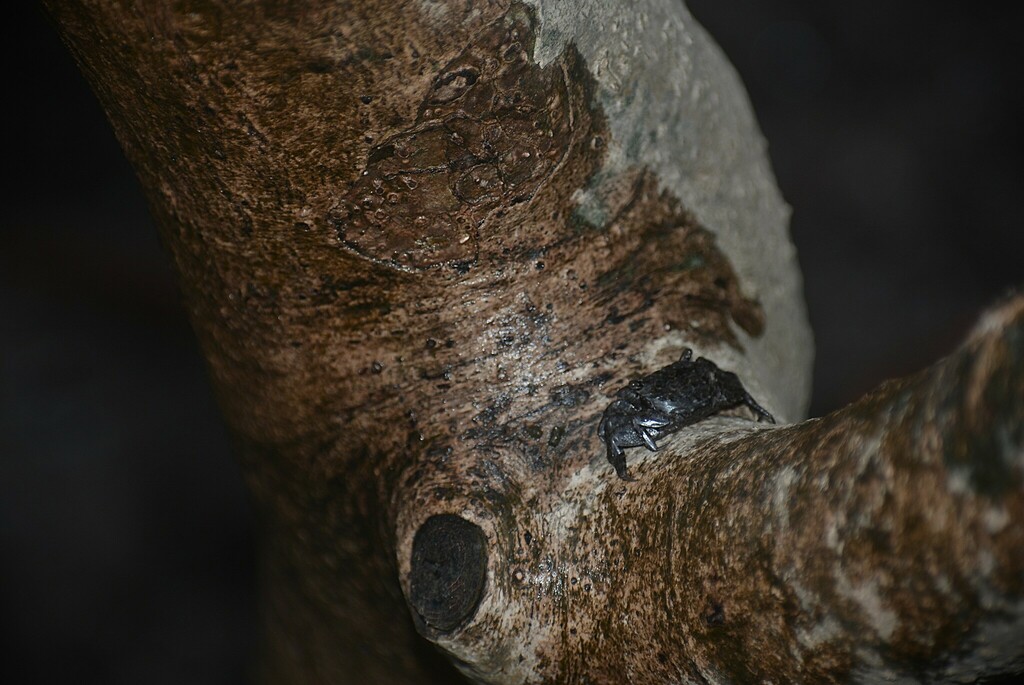 Sesarmid Marsh Crabs from Newcastle NSW, Australia on January 16, 2025 ...