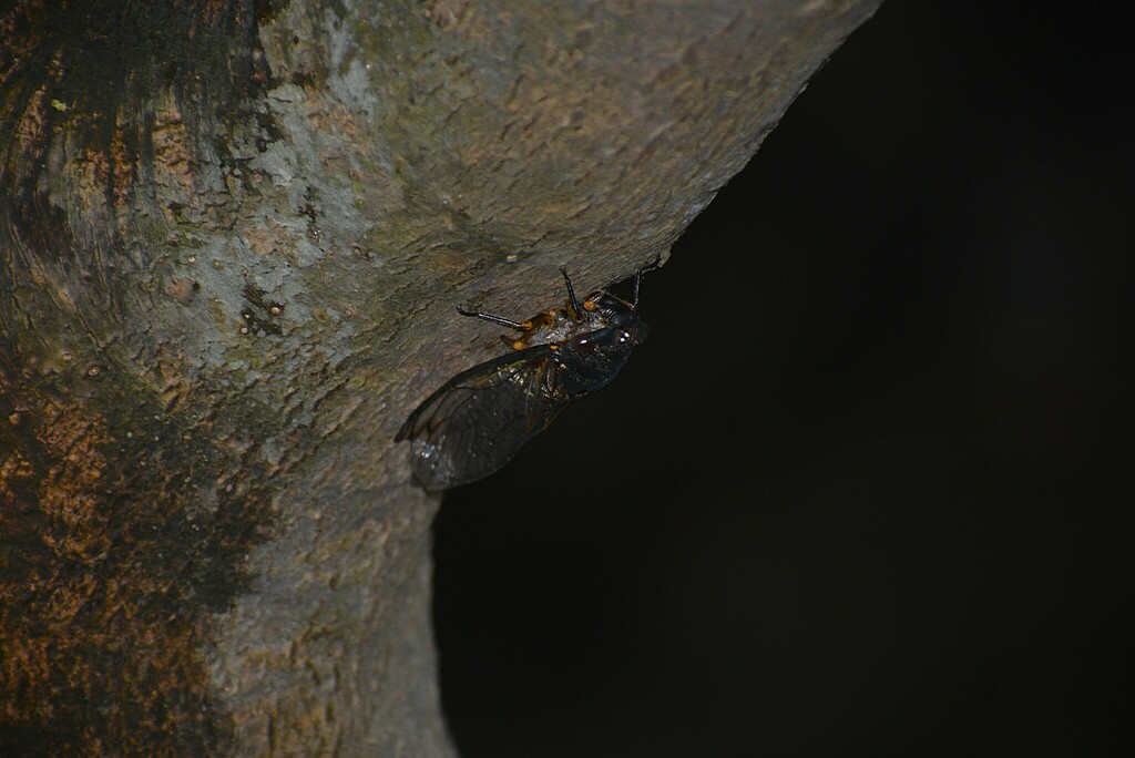 Black Prince from Newcastle NSW, Australia on January 16, 2025 at 05:55 ...