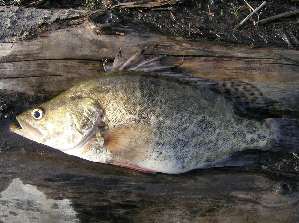 Chinese Perch from Смидовичский р-н, Еврейская автономная область ...