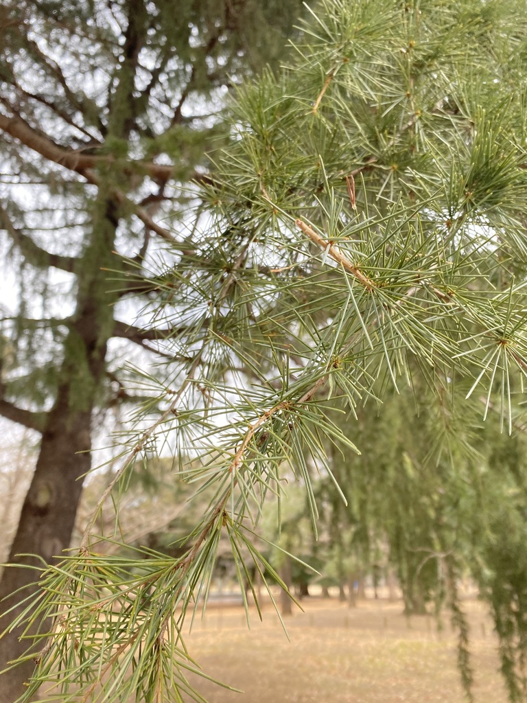 Deodar cedar from Yoyogi Park, Shibuya, Tokyo, JP on January 16, 2025 ...