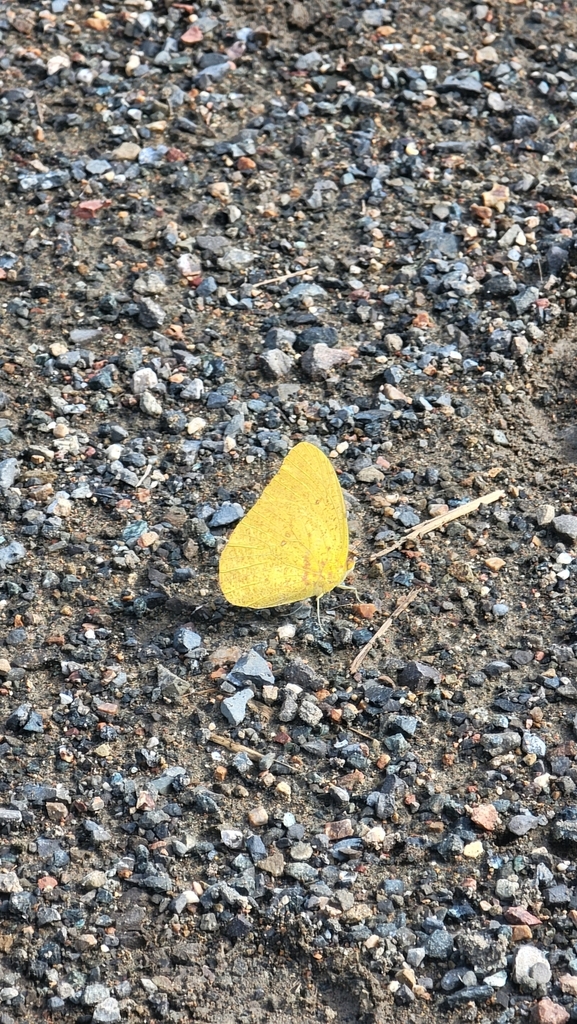 Phoebis from Llanos, Lajas 00667, Puerto Rico on November 17, 2024 at ...