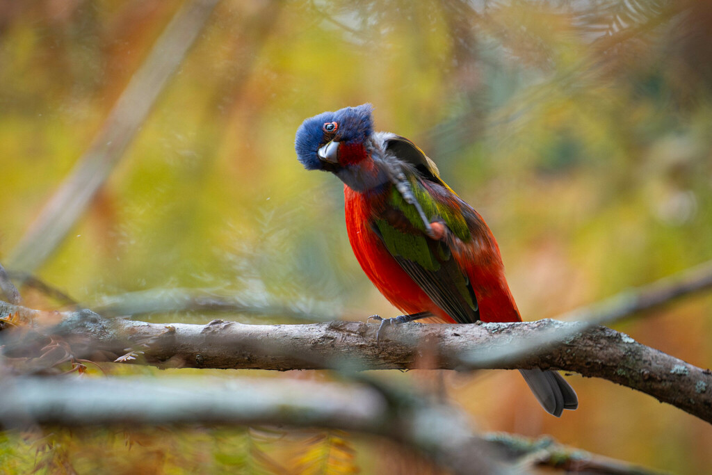 Eastern Painted Bunting in January 2025 by AlexBaraf. Count - 4 Seen ...