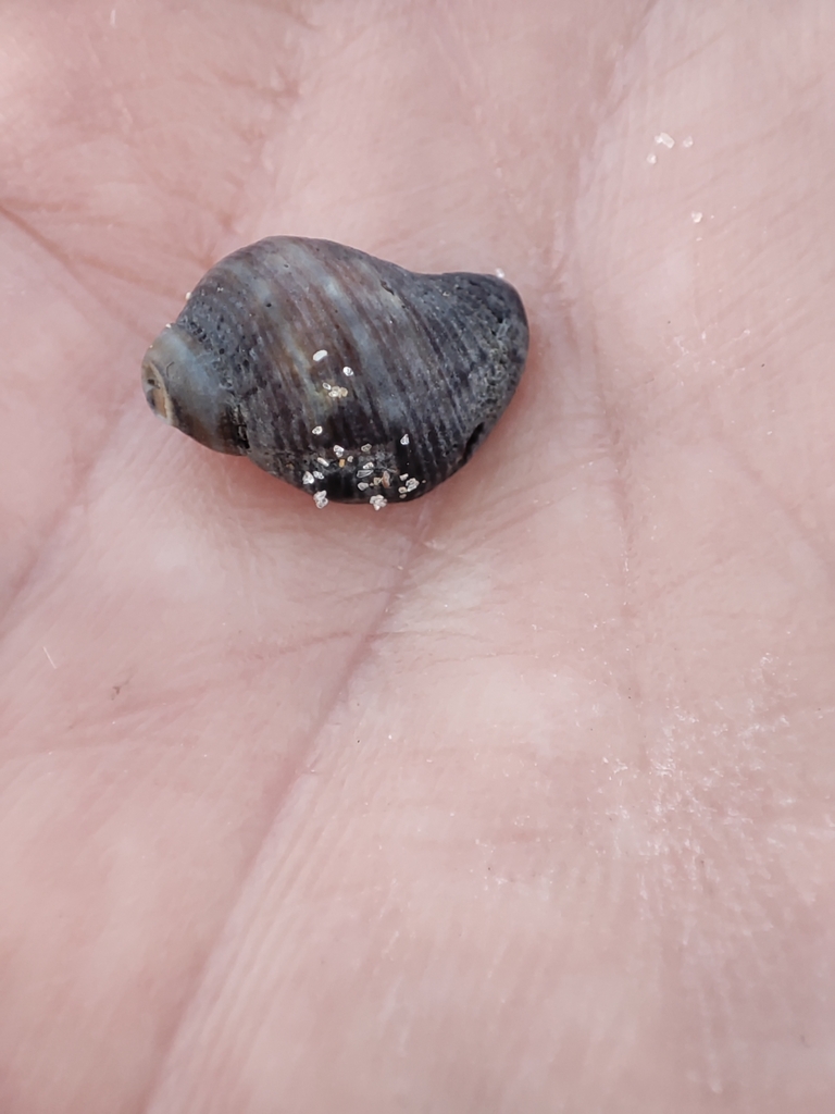 Red-mouthed Dog Winkle from אמפי בת ים/שדרות העצמאות, בת ים, ישראל on ...