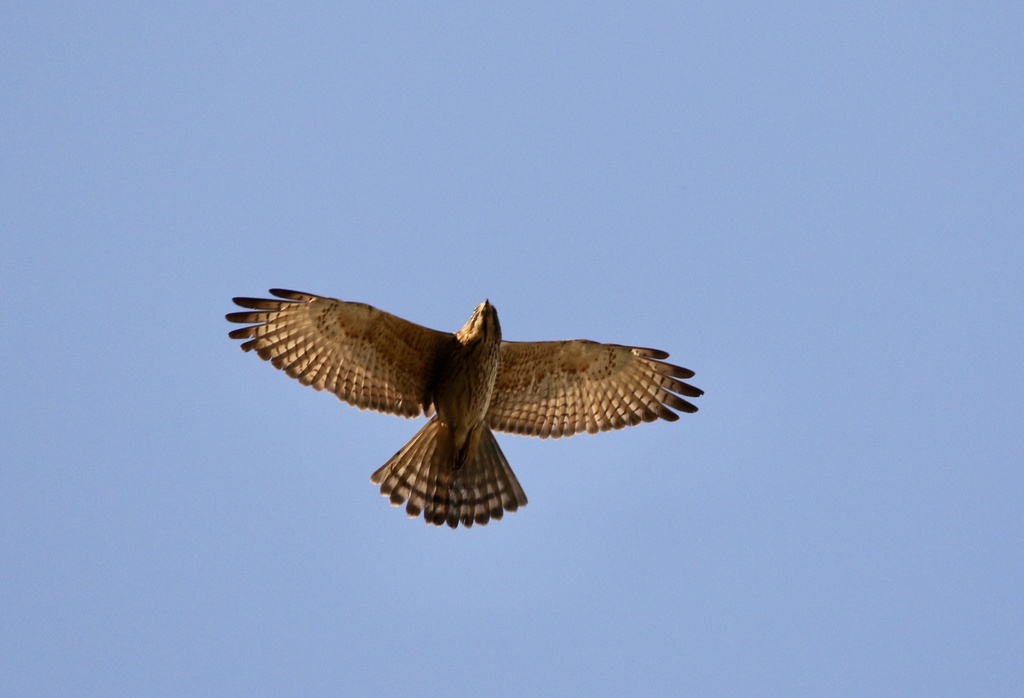 Gray-faced Buzzard from 荔枝角公園, 荔枝角, 九龍, HK on January 15, 2025 at 04:56 ...