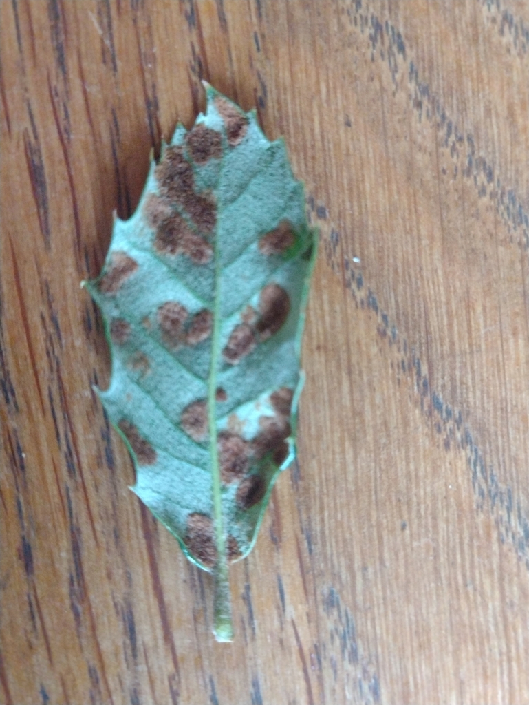 Holm Oak Felt Gall Mite from Clifton, Bristol, UK on January 16, 2025 ...