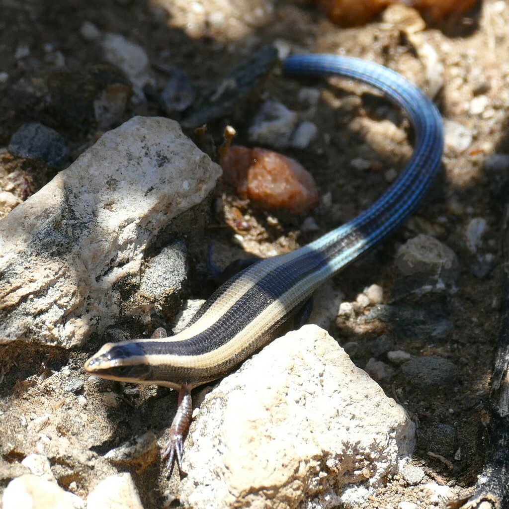 Dwarf Plated Lizard from Farm Blohmthal, D1980, Erongo, Namibia on ...