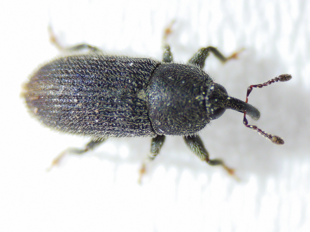 Stem Miner Weevil from Rye, NY, USA on January 7, 2021 at 12:33 AM by ...