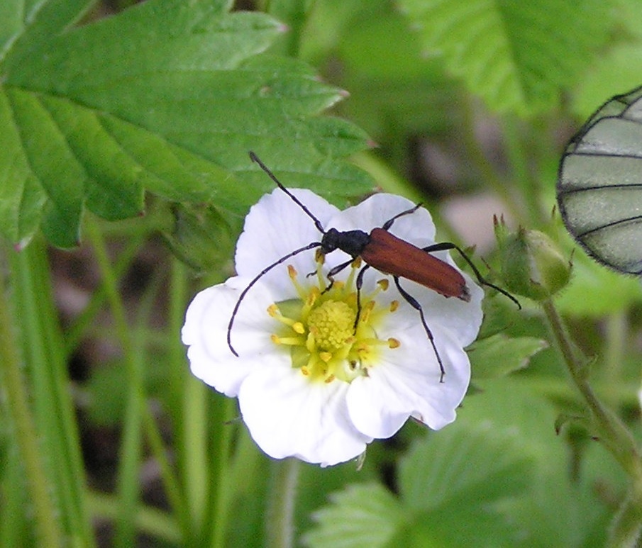 Nivellia sanguinosa from Облученский р-н, Еврейская автономная область ...