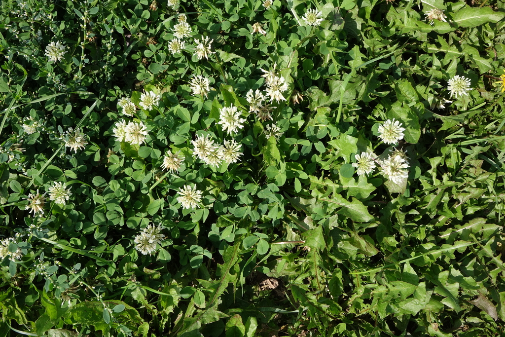 white clover from Russia, Novosibirsk Province and District, the Ob ...