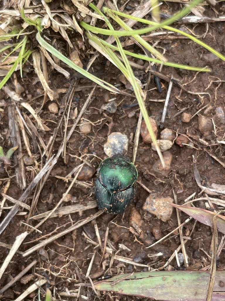 Proagoderus from Mlilwane Wildlife Sanctuary, District de Manzini, SZ ...