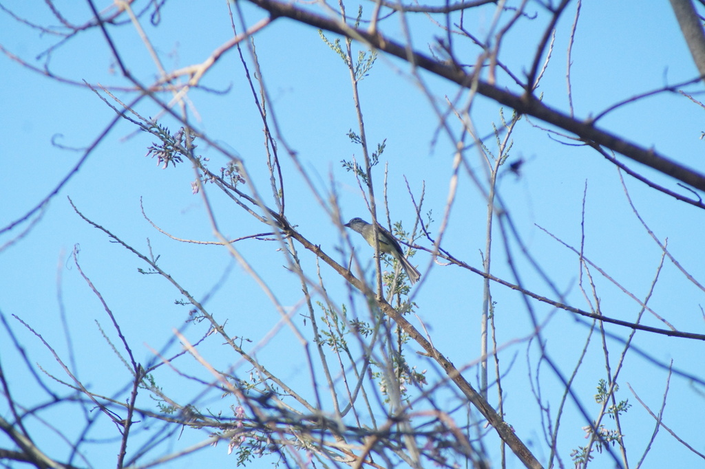 Flammulated Flycatcher from Santa María Huatulco, Oax., México on ...