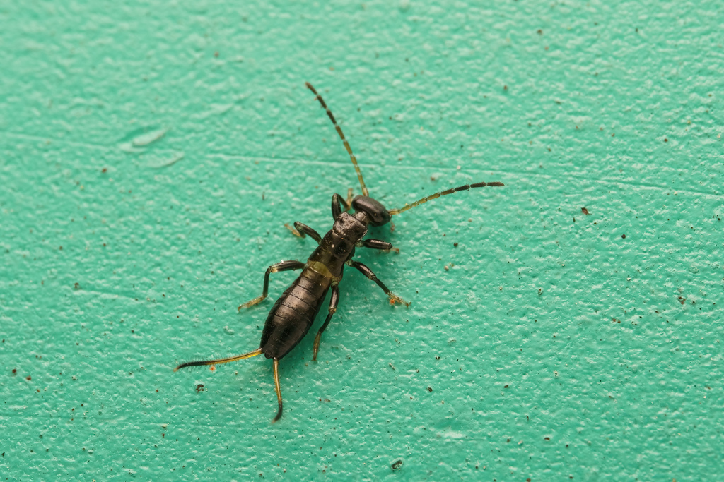 Common Earwigs from 中国浙江省杭州市临安区 on June 15, 2024 at 12:31 AM by Huang ...