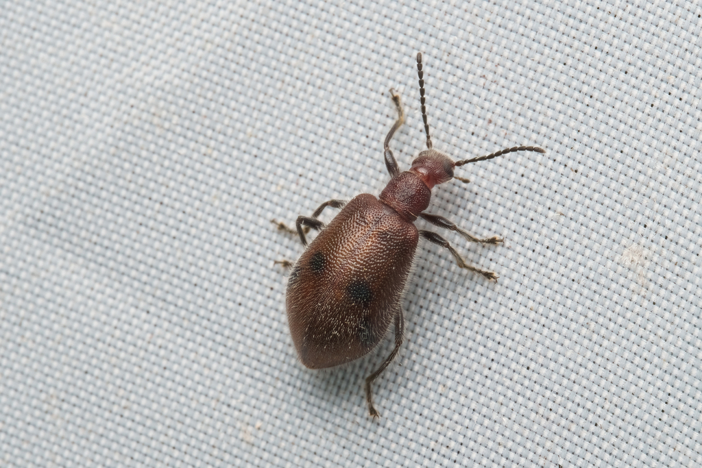 Cerogria quadrimaculata from 中国浙江省杭州市临安区 on June 15, 2024 at 11:02 PM ...
