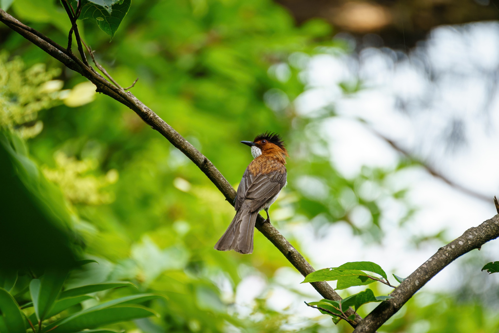 Chestnut Bulbul from 中国浙江省杭州市临安区 on June 15, 2024 at 03:31 PM by Huang ...