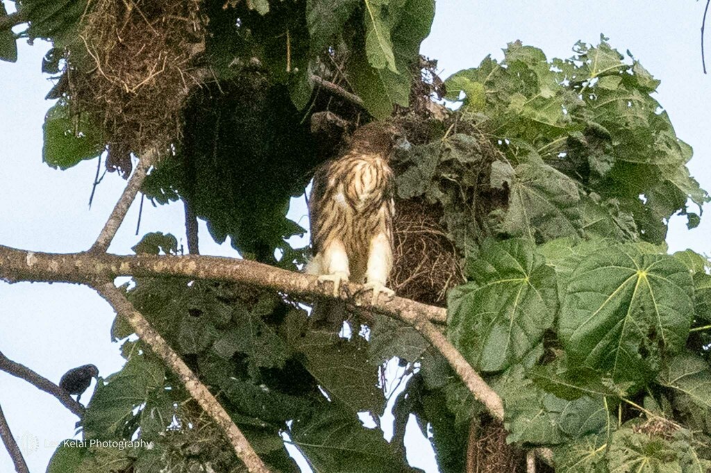 Pygmy Eagle from 印度尼西亚北马鲁古西哈马黑拉县 on May 15, 2024 at 04:29 PM by ...