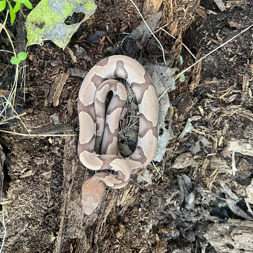 Eastern Copperhead from Missouri City, TX, US on December 6, 2024 at 08 ...