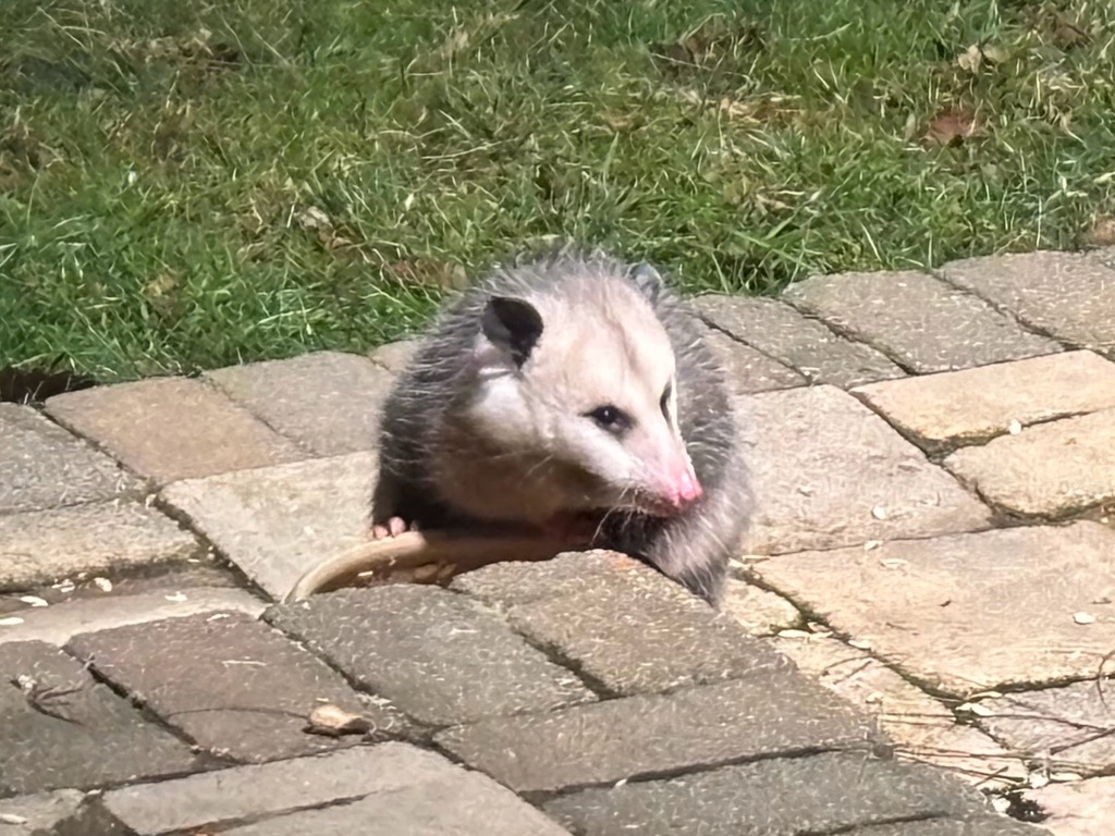 Virginia Opossum from Morehead Ct, Ann Arbor, MI 48103, USA on December ...
