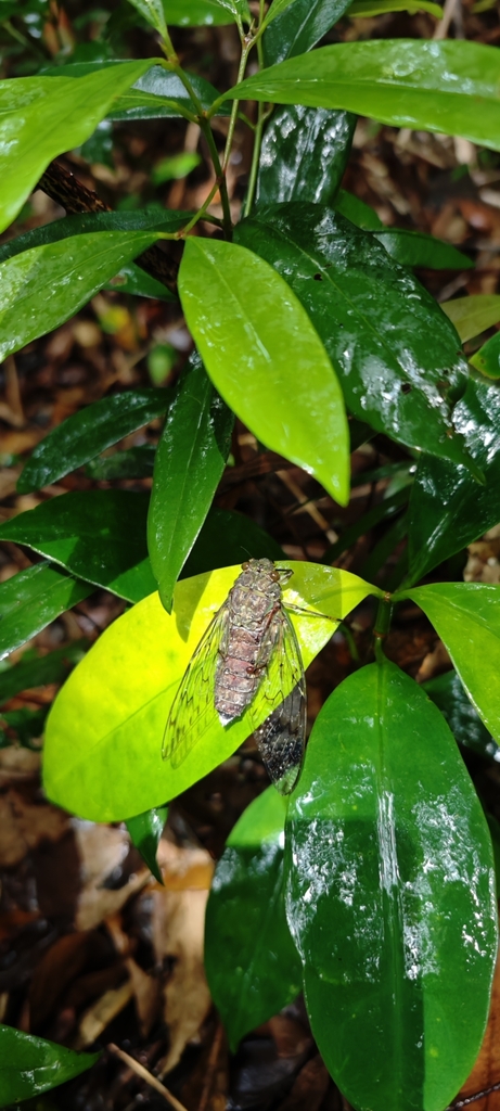 Pomponia linearis from 海南省琼中黎族苗族自治县黎母山林场机关小区32栋 on July 14, 2024 at 11: ...