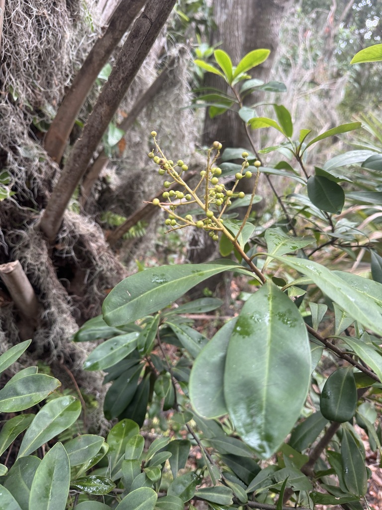 Marlberry from Sarasota, Florida, United States on January 11, 2025 at ...