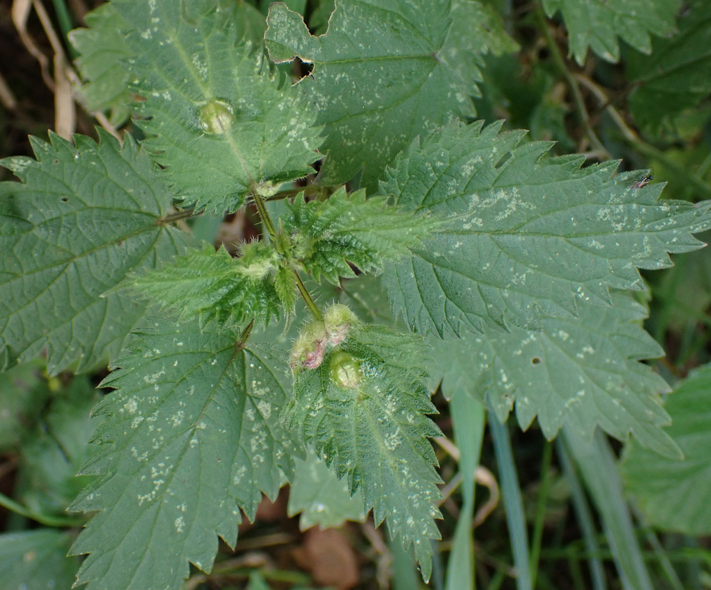 great stinging nettle from Cheshire East, UK on September 20, 2024 at ...