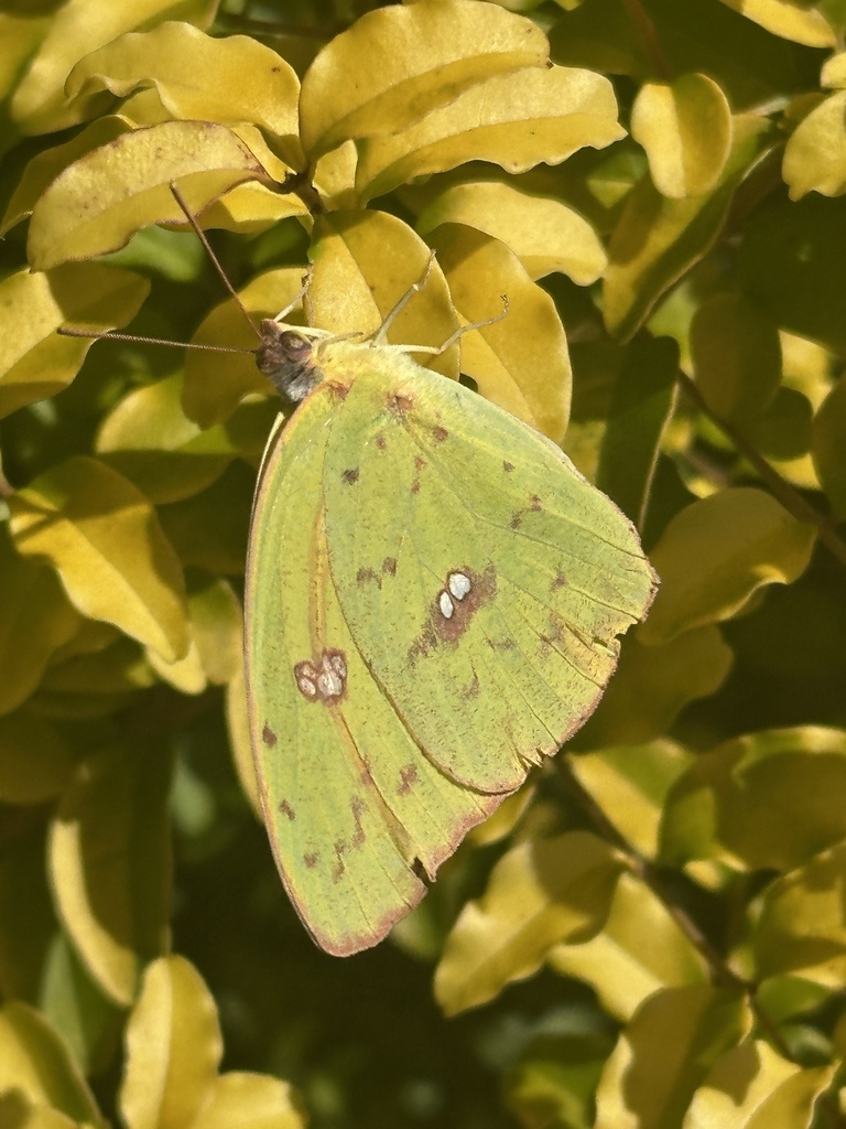 Cloudless Sulphur from Canary Cir, League City, TX, US on January 16 ...