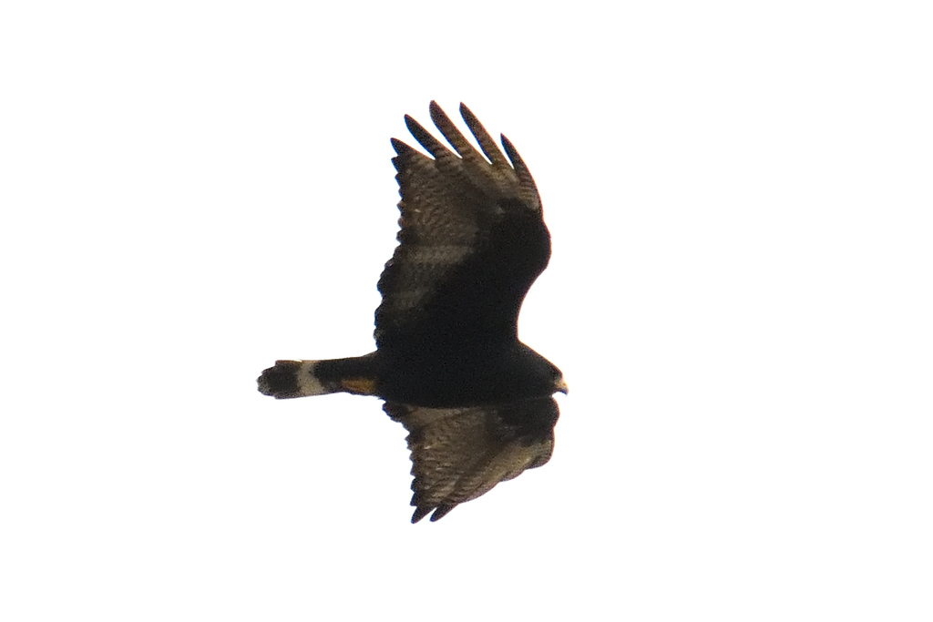 Zone-tailed Hawk from 65150 Bustamante, N.L., México on January 16 ...