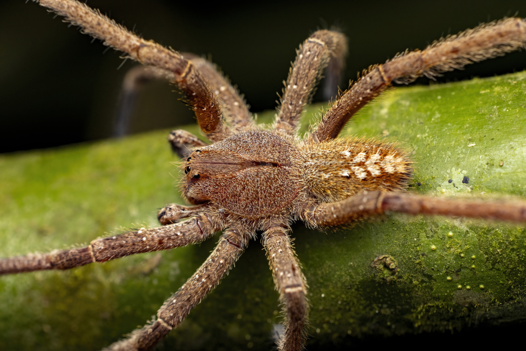 Brazilian Wandering Spiders from Joinville - SC, Brasil on January 14 ...