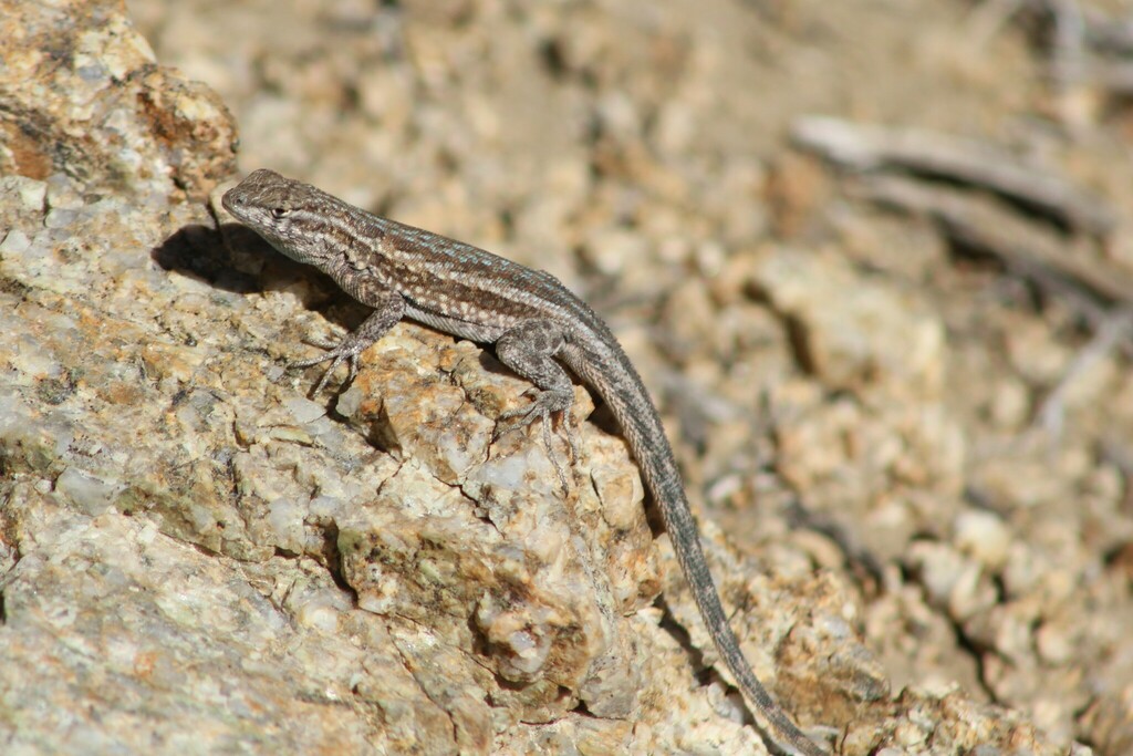 Western Side-blotched Lizard from Riverside County, CA, USA on January ...