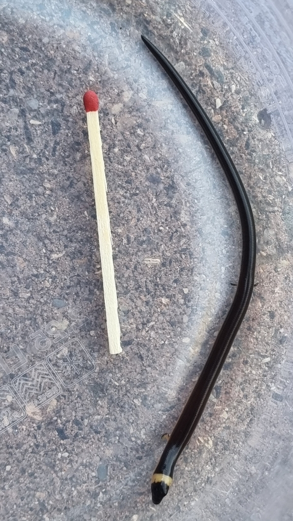 Three-clawed Worm-skink from Stony Creek QLD 4514, Australia on January ...