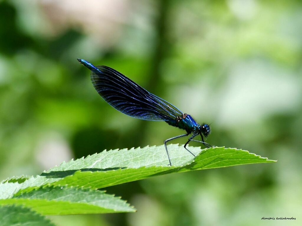 Banded Demoiselle from Εορδαία, Ελλάδα on May 5, 2024 at 11:51 AM by dimitris kaliakoudas ...