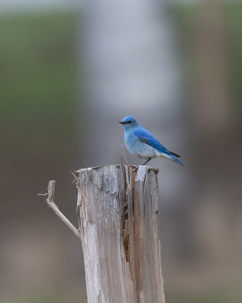 Mountain Bluebird from Central Kootenay, BC, Canada on April 11, 2013 ...