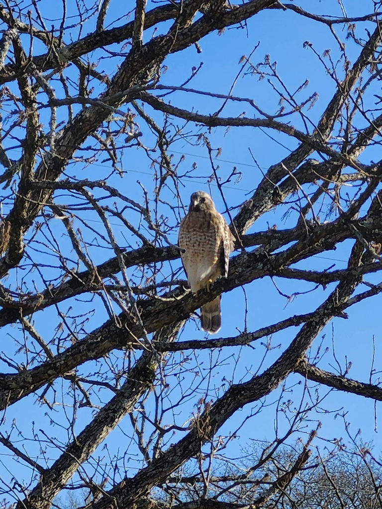 Red-shouldered Hawk from Central, SC 29630, USA on January 16, 2025 at ...