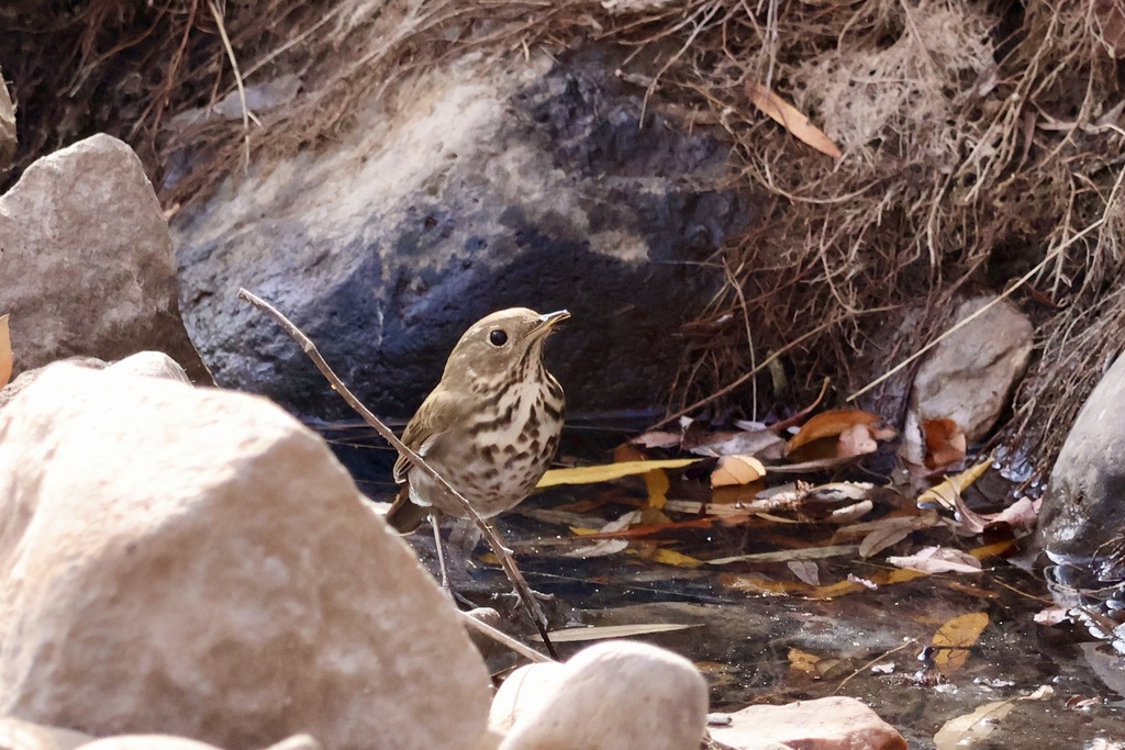 Hermit Thrush from San Diego, CA, USA on January 16, 2025 at 10:31 AM ...