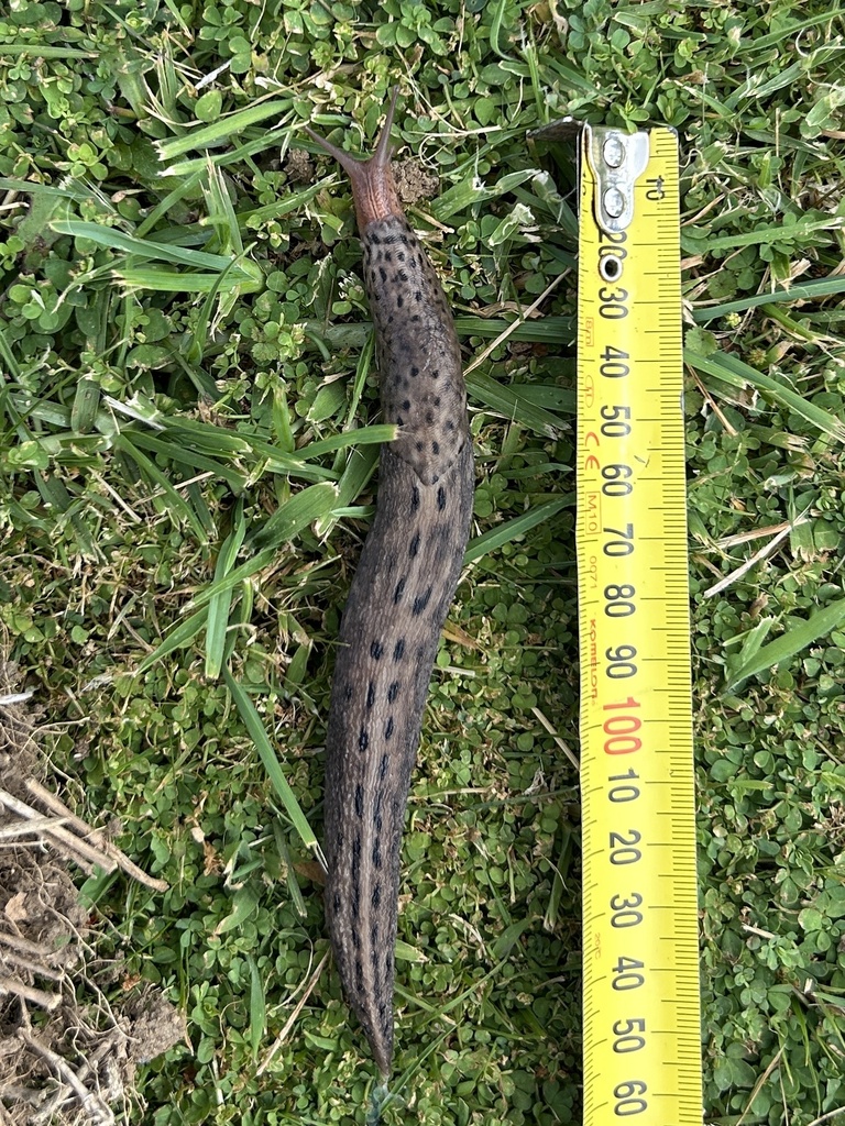 Leopard Slug from North Island / Te Ika-a-Māui, New Plymouth, Taranaki ...