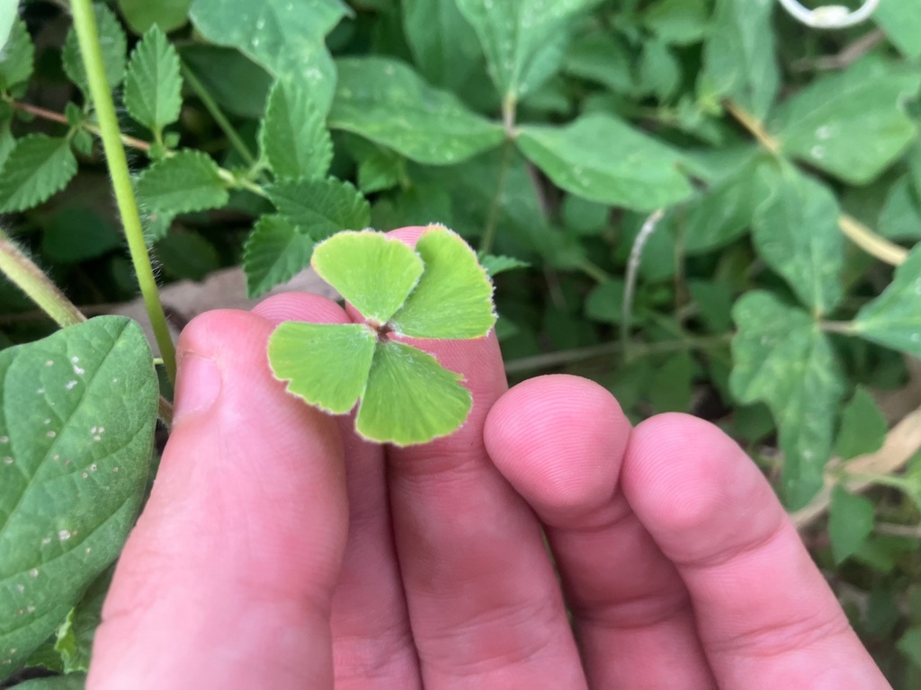 Common Nardoo from Mount Crosby QLD 4306, Australia on January 16, 2025 at 02:06 PM by ...