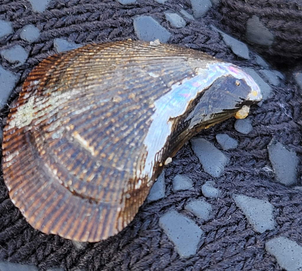 Hooked Mussel from Annapolis, MD, USA on January 16, 2025 at 03:29 PM ...