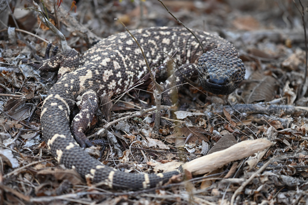 Beaded Lizard in May 2024 by Alejandra Castillo-García · iNaturalist