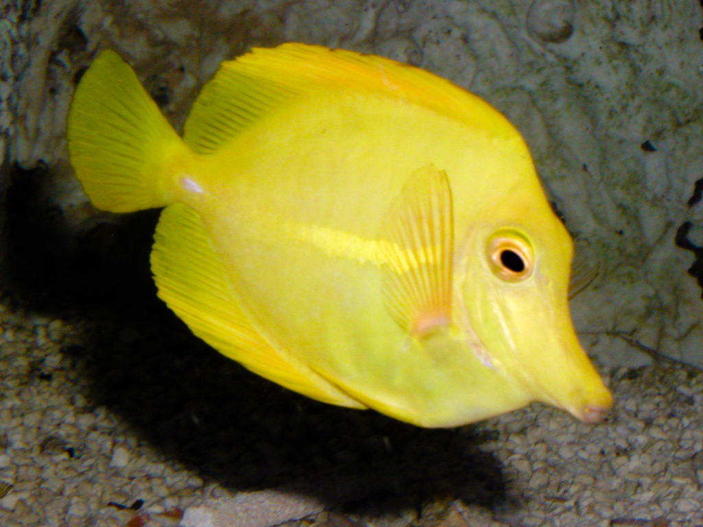 Yellow Tang (Reef Fish of the Hawaiian Islands) · iNaturalist