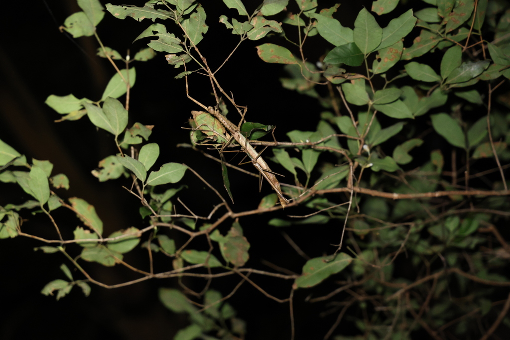 Acrophylla cookorum from Springbrook QLD 4213, Australia on January 16 ...