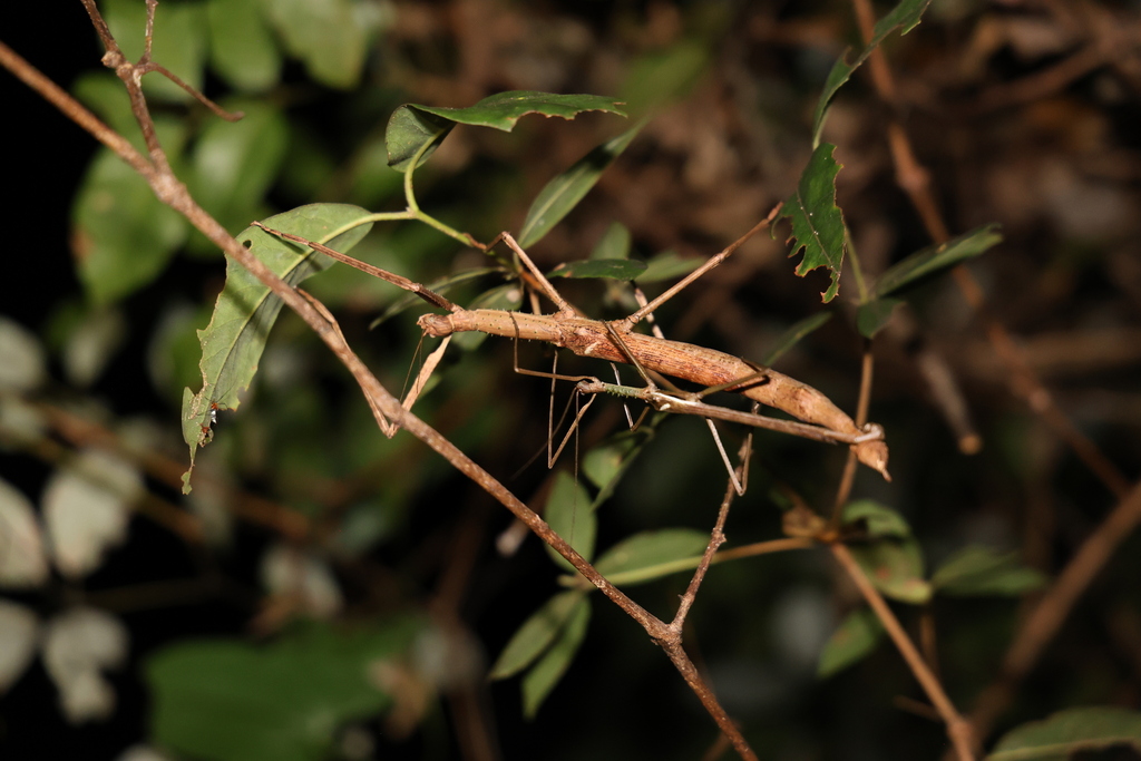Acrophylla cookorum from Springbrook QLD 4213, Australia on January 16 ...