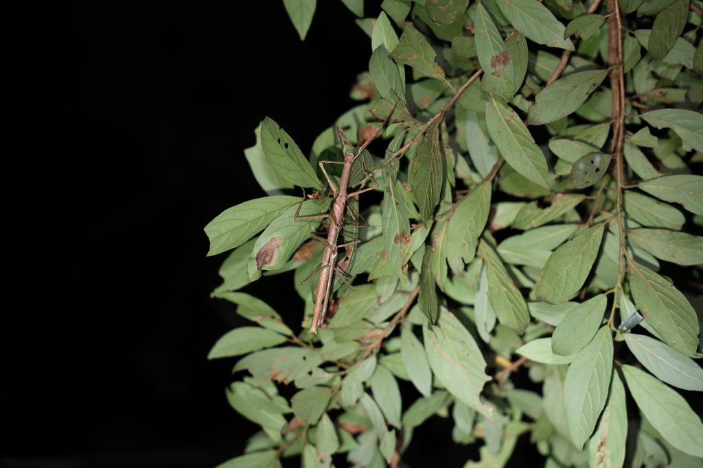 Acrophylla cookorum from Springbrook QLD 4213, Australia on January 16 ...