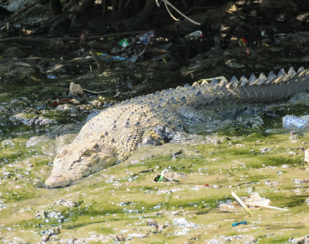 Saltwater Crocodile from Indonesia on August 6, 2024 at 04:15 PM by ...