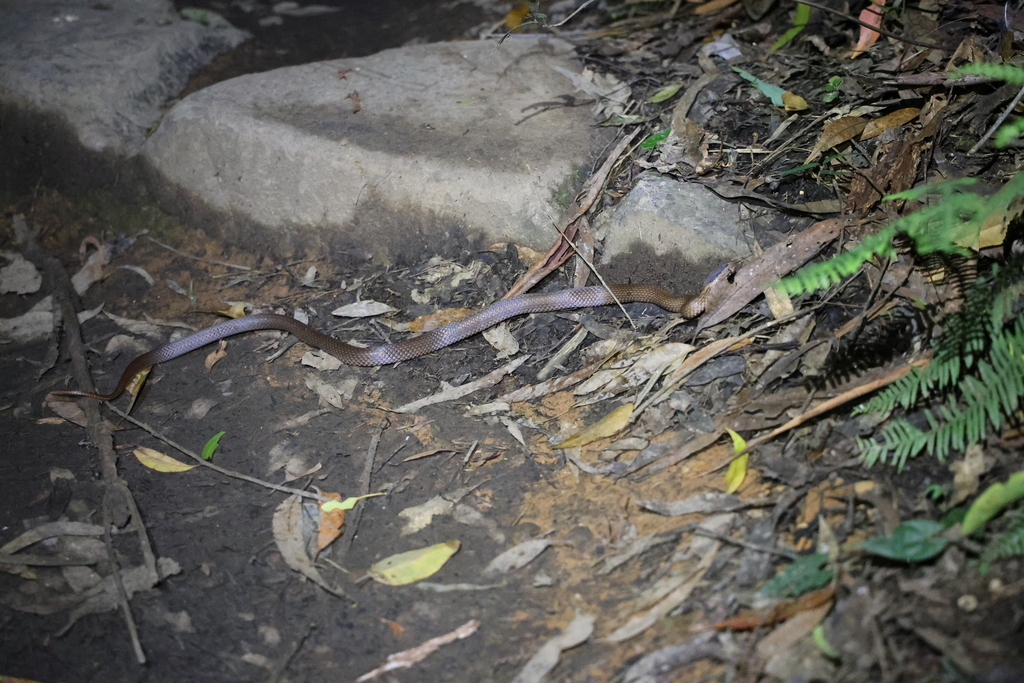 Golden-crowned Snake from Springbrook QLD 4213, Australia on January 16 ...