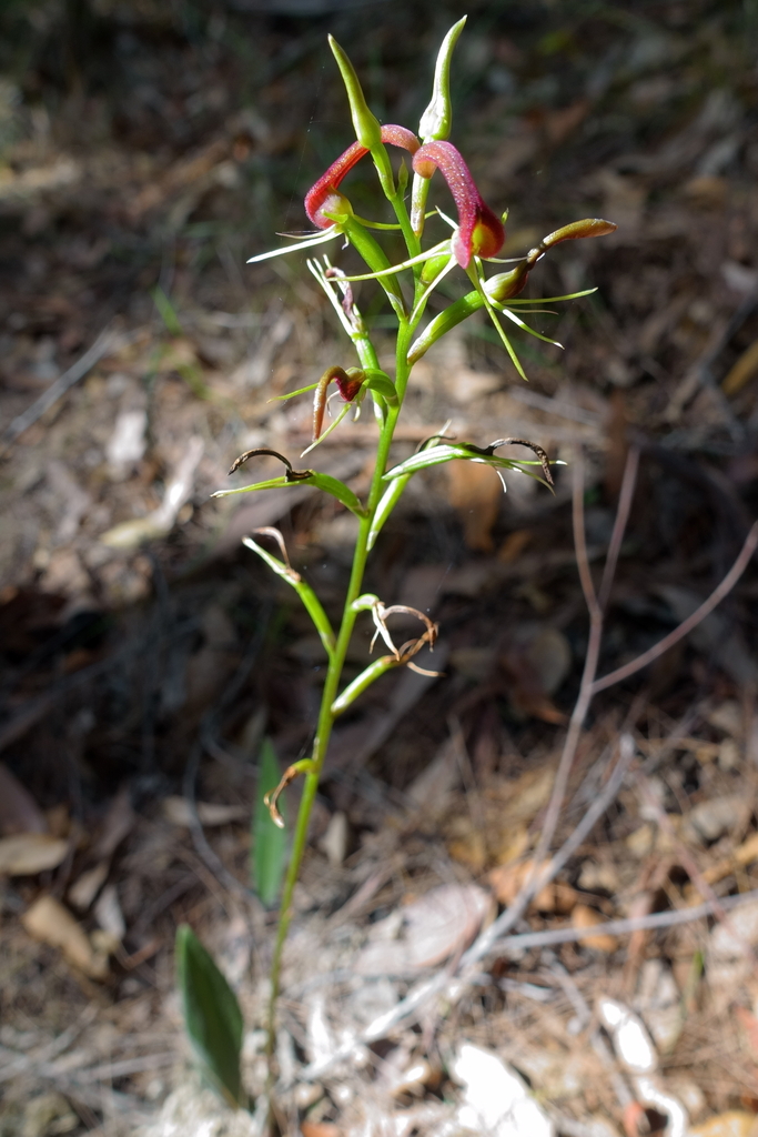 Cryptostylis in January 2025 by Amanda Marsh. No black spots or stripes ...