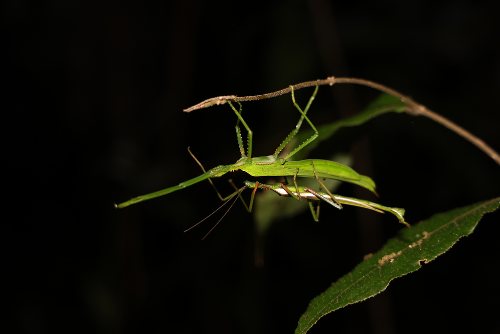 Aila Keto's Stick Insect from Springbrook QLD 4213, Australia on ...