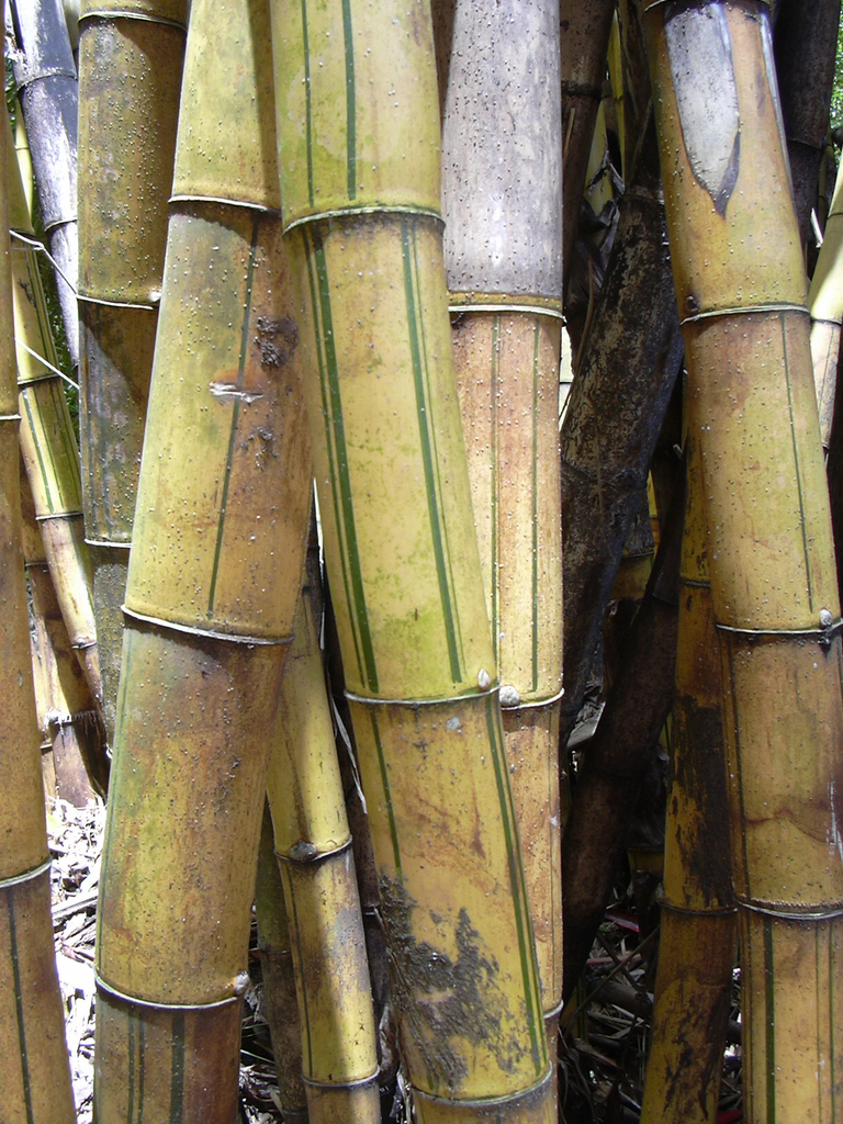 Golden Bamboo (Alabama Wildlife BINGO Field Guide) · iNaturalist