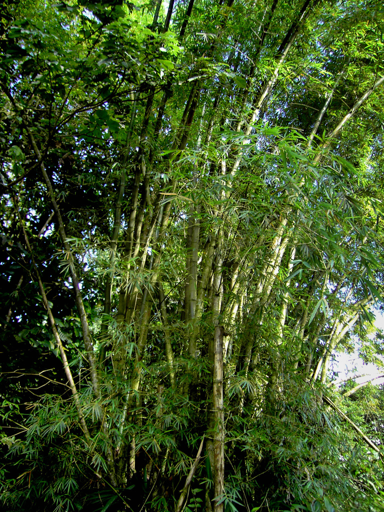 Golden Bamboo (Alabama Wildlife BINGO Field Guide) · iNaturalist