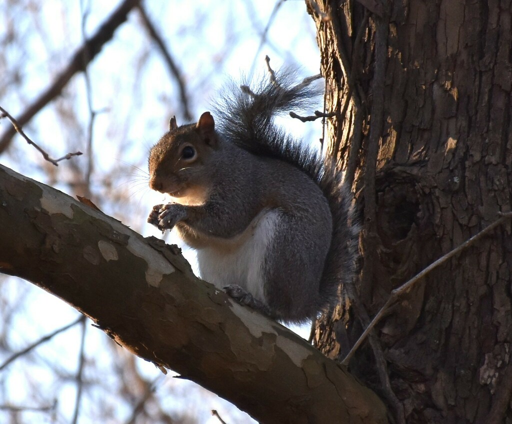 Eastern Gray Squirrel from Mountain Park, GA, USA on January 16, 2025 ...